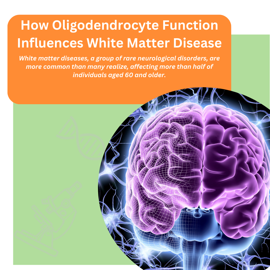 How Oligodendrocyte Function Influences White Matter Disease - Myrtelle ...